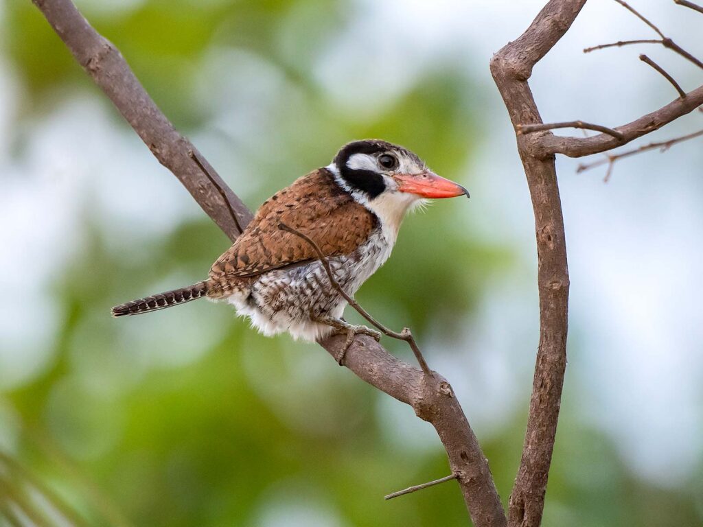 BIRDING THE BEST OF BRAZIL - ecoterraadventures.com