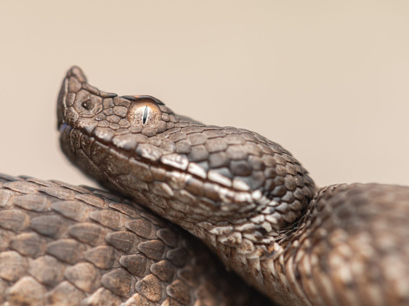 HERPING CENTRAL SPAIN - ecoterraadventures.com