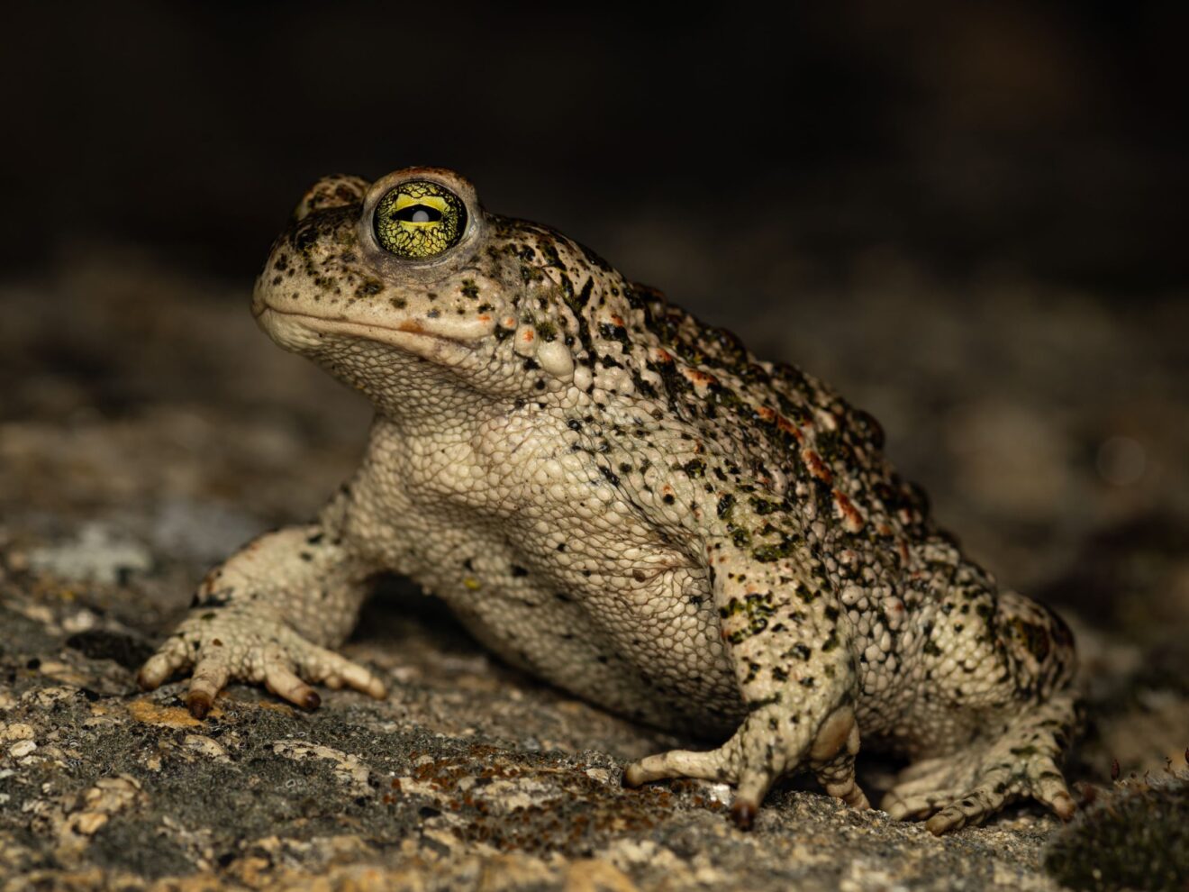 HERPING CENTRAL SPAIN - ecoterraadventures.com