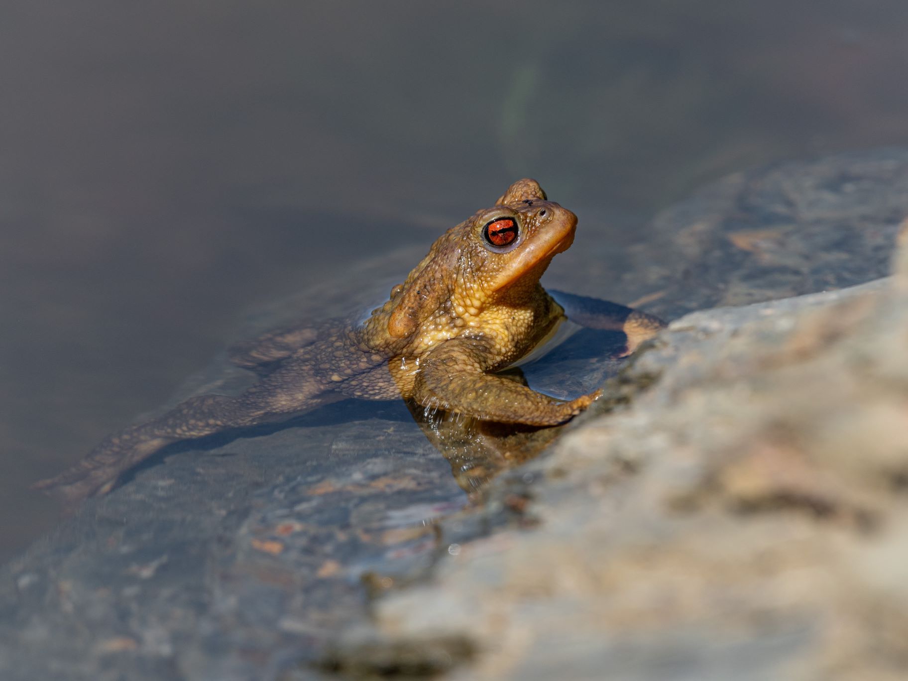 HERPING CENTRAL SPAIN - ecoterraadventures.com