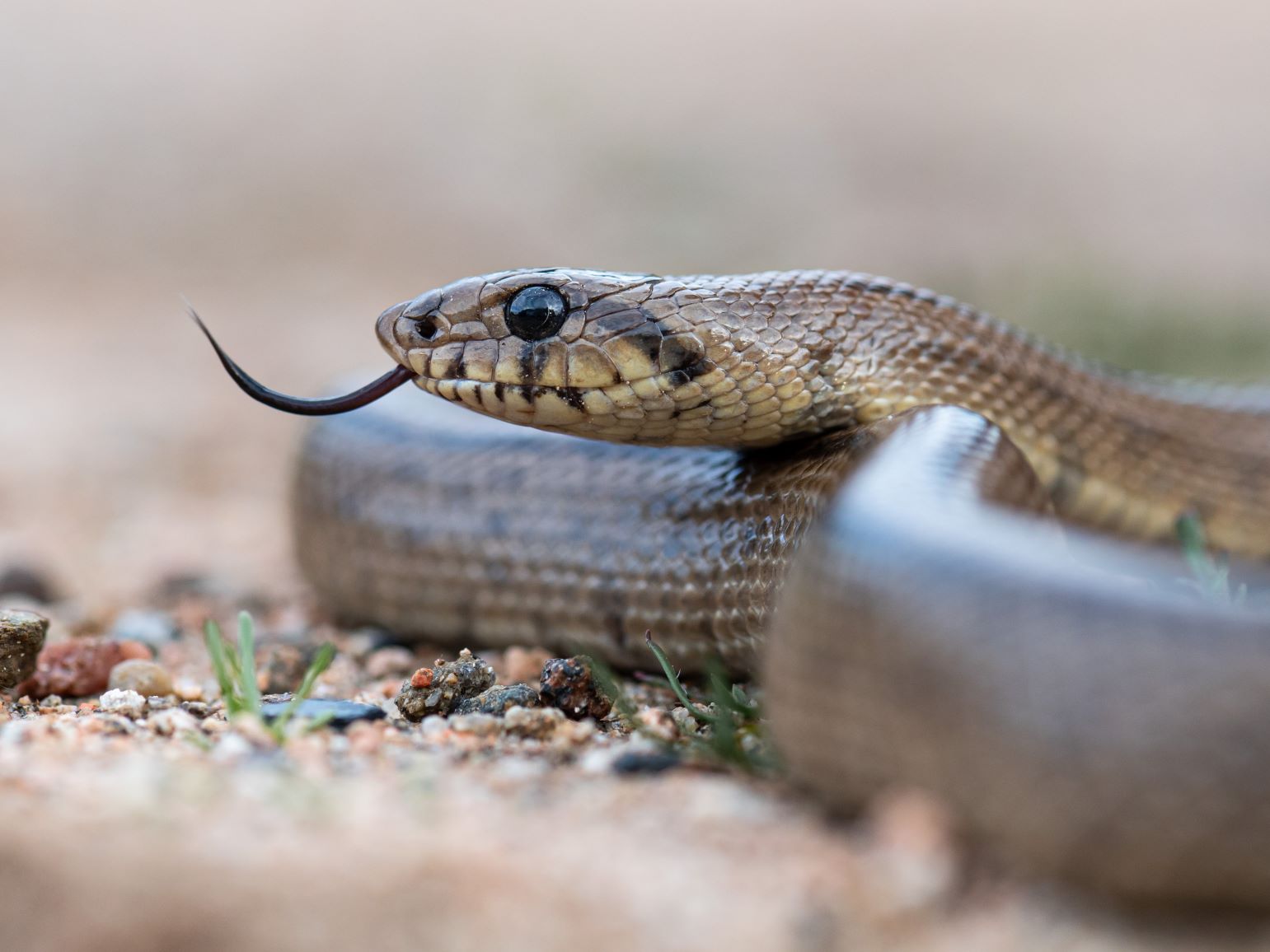 HERPING CENTRAL SPAIN - ecoterraadventures.com