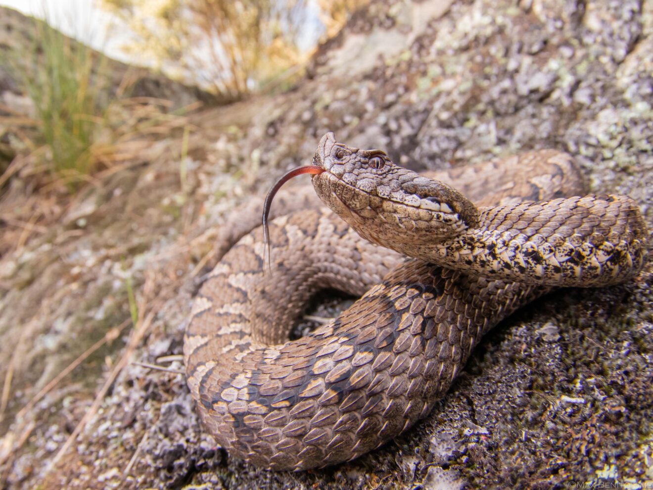 THE VIPERS OF SPAIN TOUR - ecoterraadventures.com