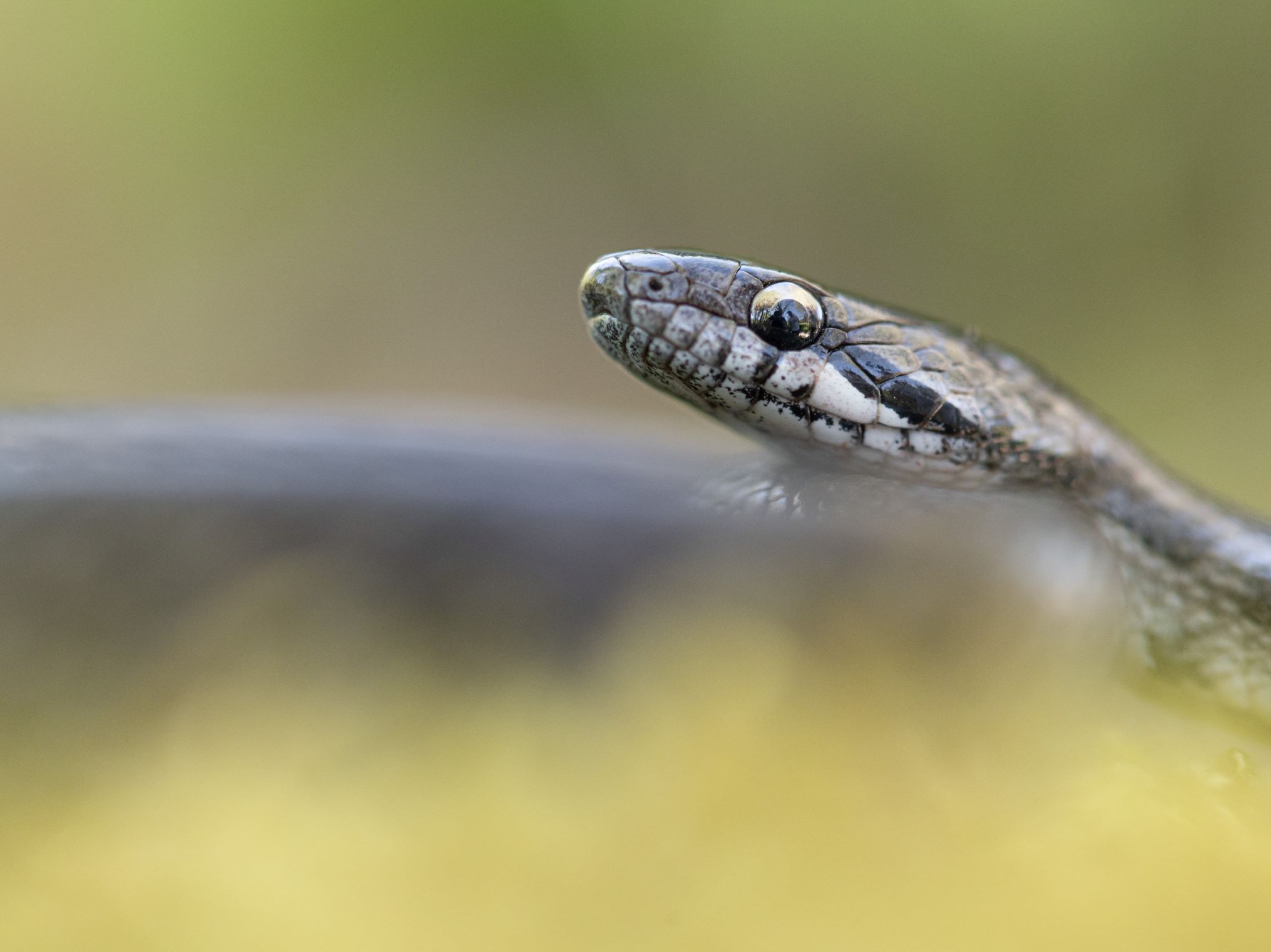 HERPING CENTRAL SPAIN - ecoterraadventures.com