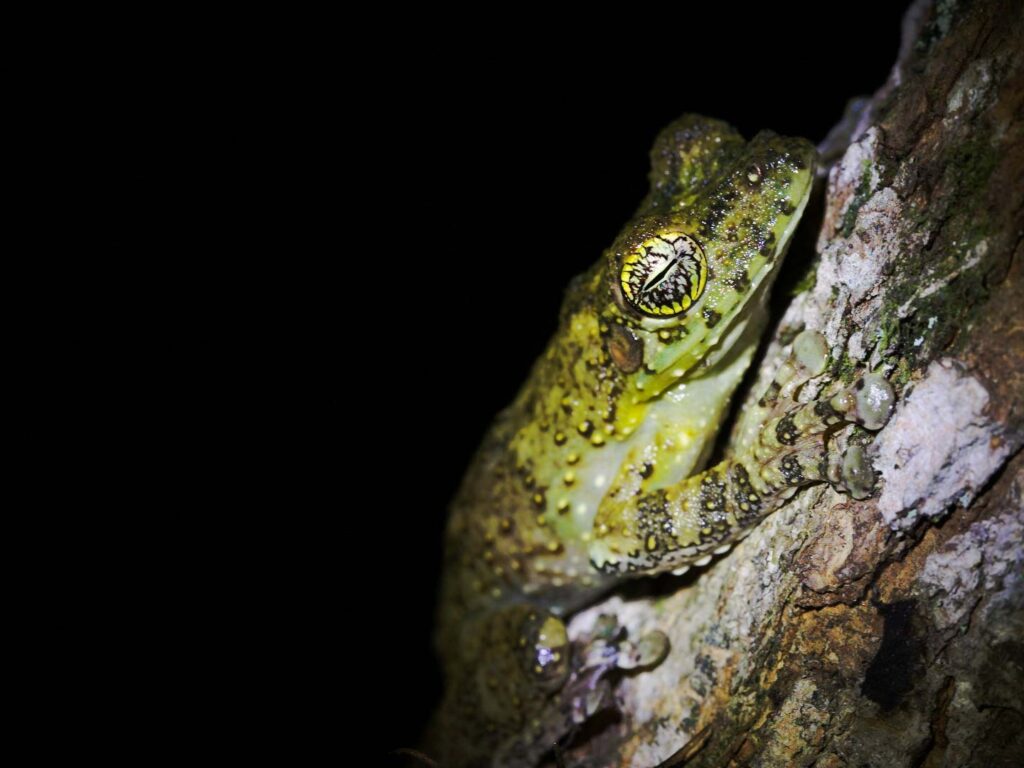 ATLANTIC FOREST ANURAN EXPEDITION - ecoterraadventures.com