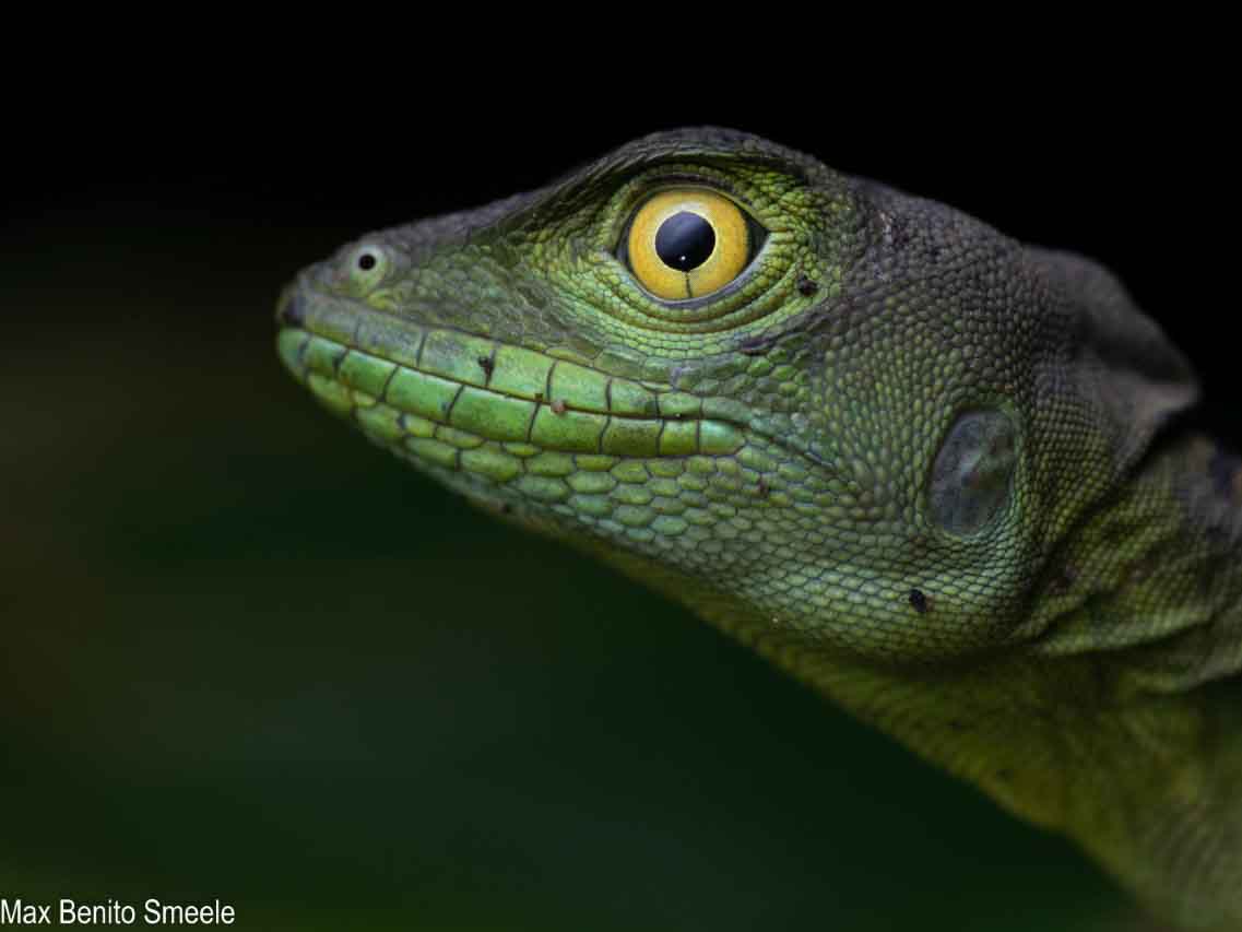 COSTA RICA HERPING ADVENTURE - ecoterraadventures.com