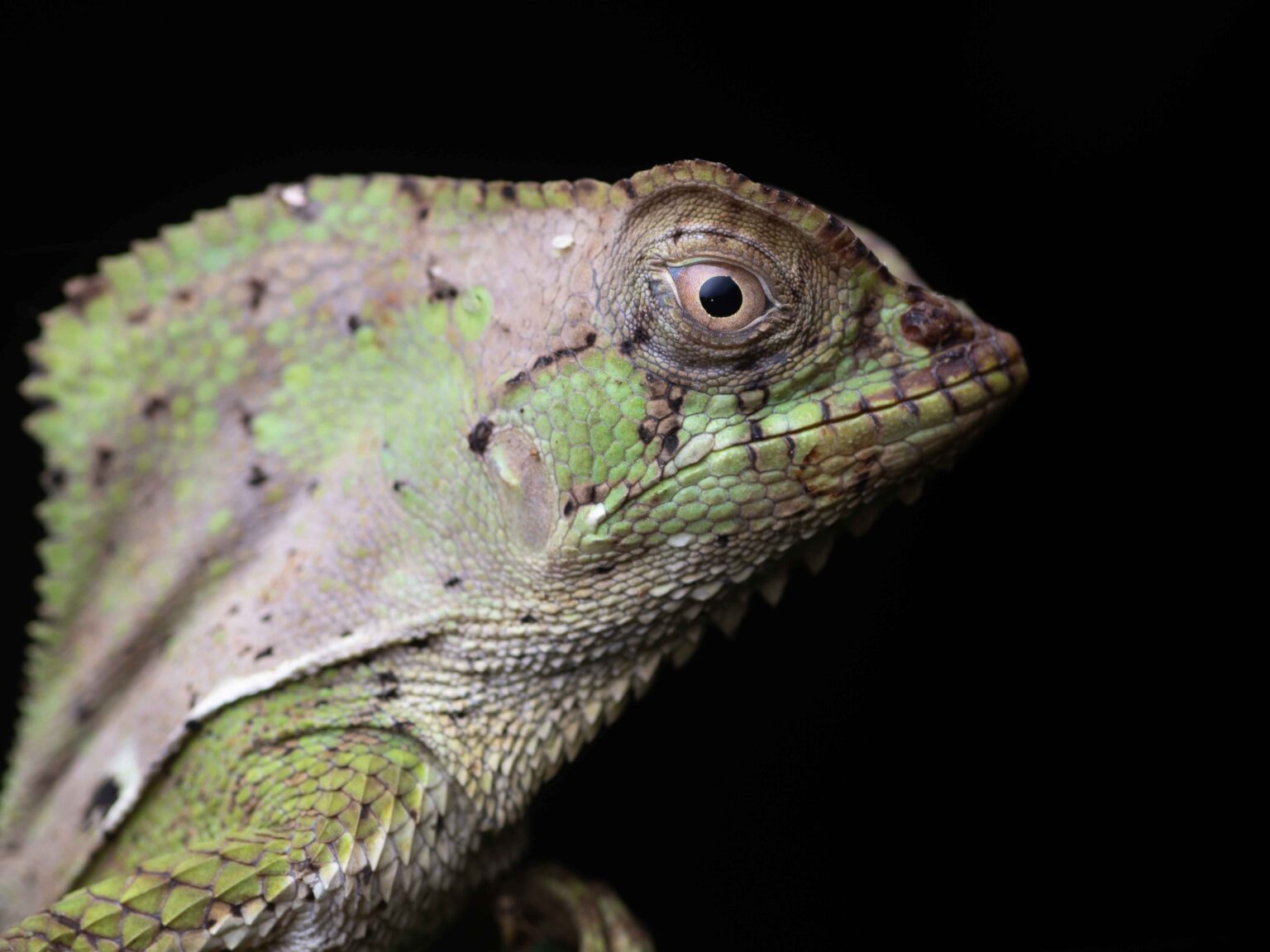 COSTA RICA HERPING ADVENTURE - ecoterraadventures.com
