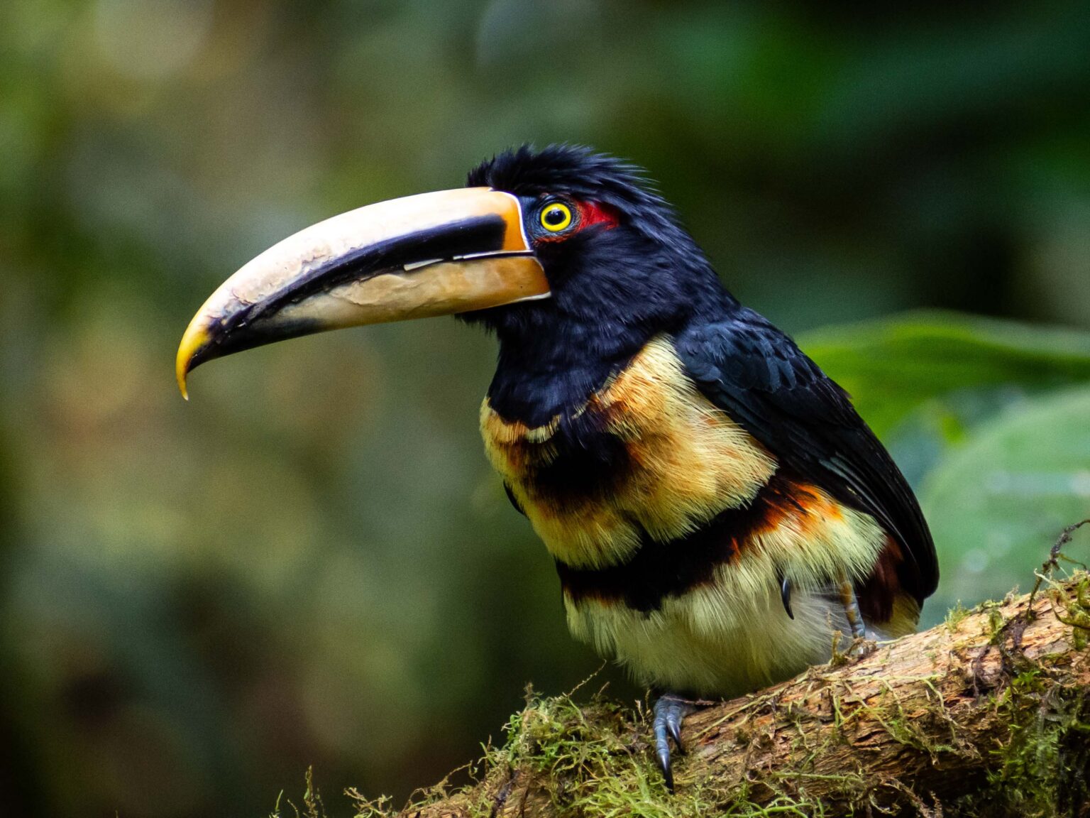 BIRD PHOTOGRAPHY SAFARI IN ECUADOR - ecoterraadventures.com