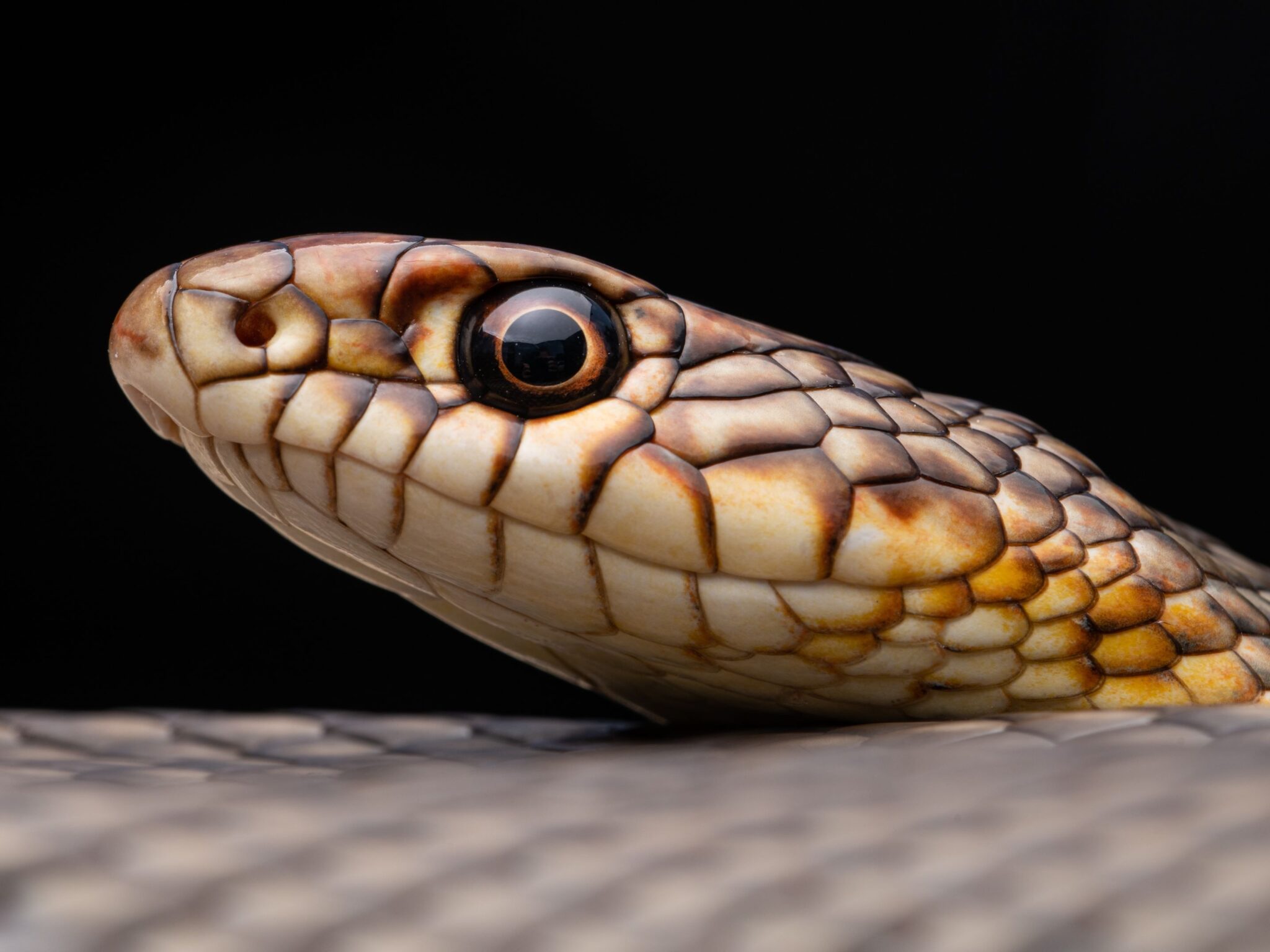 HERPING MONTENEGRO TOUR - ecoterraadventures.com