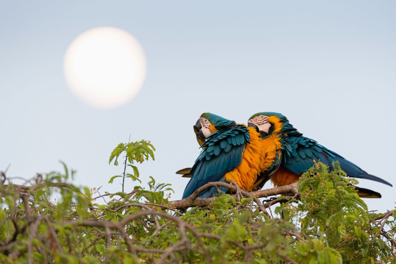 THE THREE BIOMES OF BRAZIL SAFARI - ecoterraadventures.com